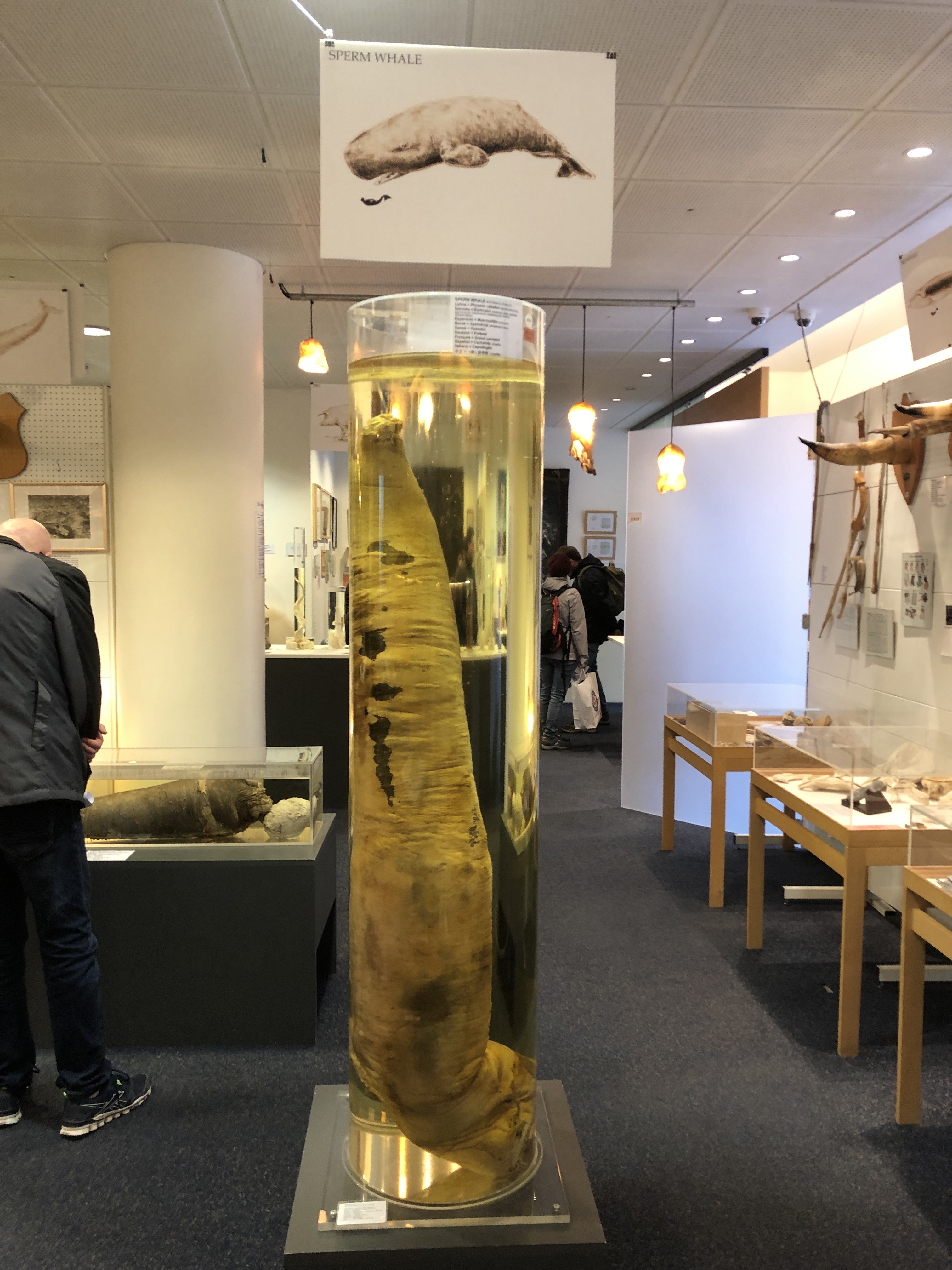 Mud Masks, Rotten Shark, and Giant Schlongs: Iceland, Day 2 – Josh ...